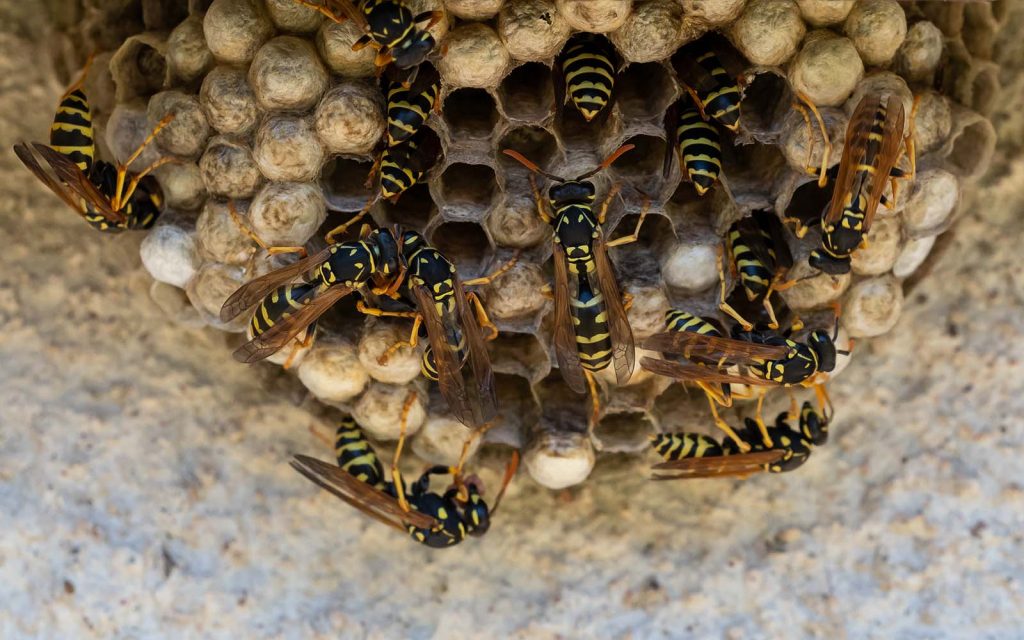 Bee & Wasp Control | Maximum Pest Management | Wichita KS
