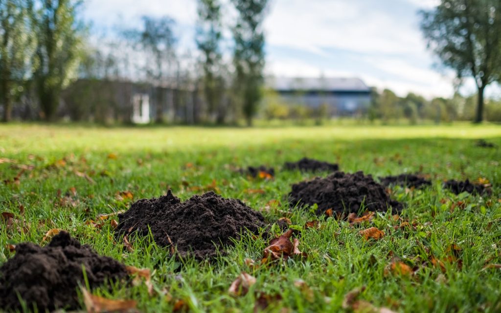 Gopher & Mole Control | Maximum Pest Management | Wichita KS
