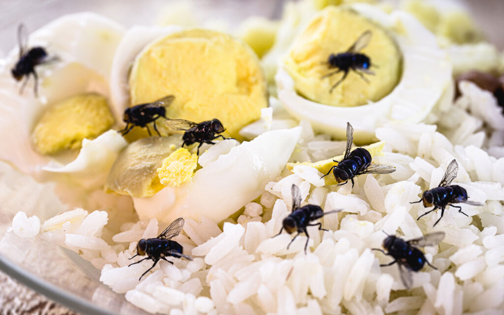 Fly Control | Maximum Pest Management | Wichita KS